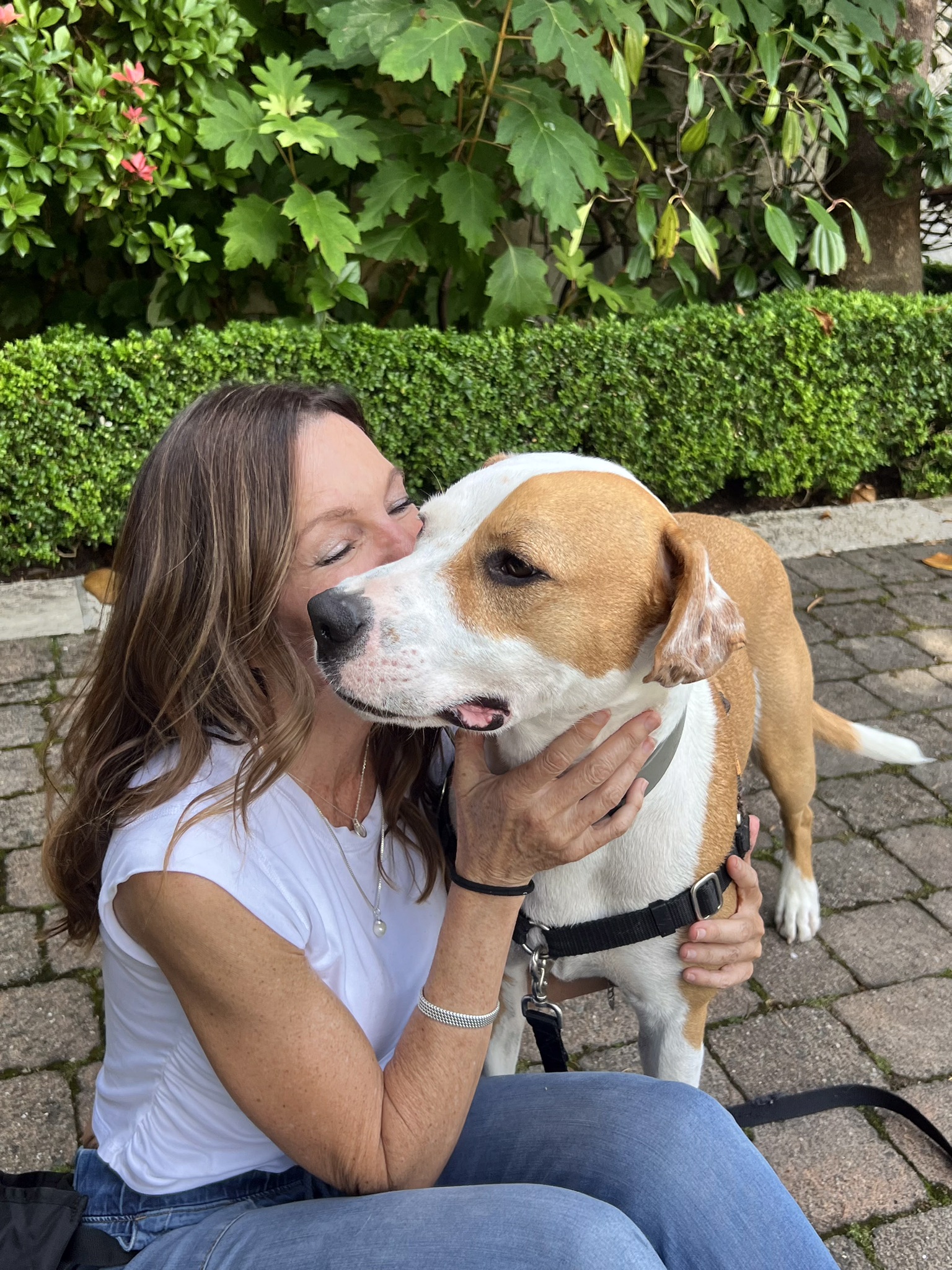 Services In San Diego And Seattle | Colleen Dog Training